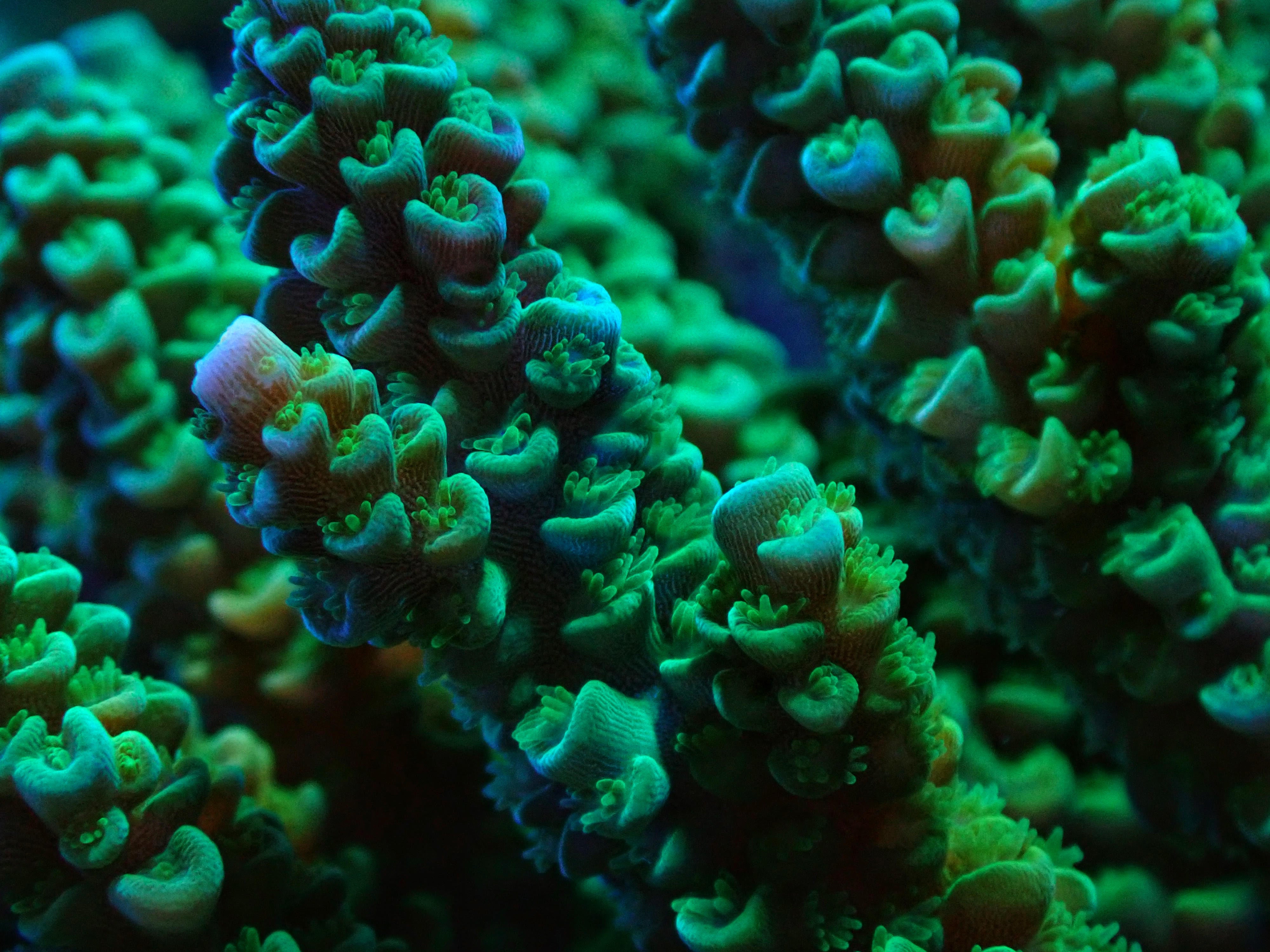 SPS – Page 2 – Odyssey Aquatics