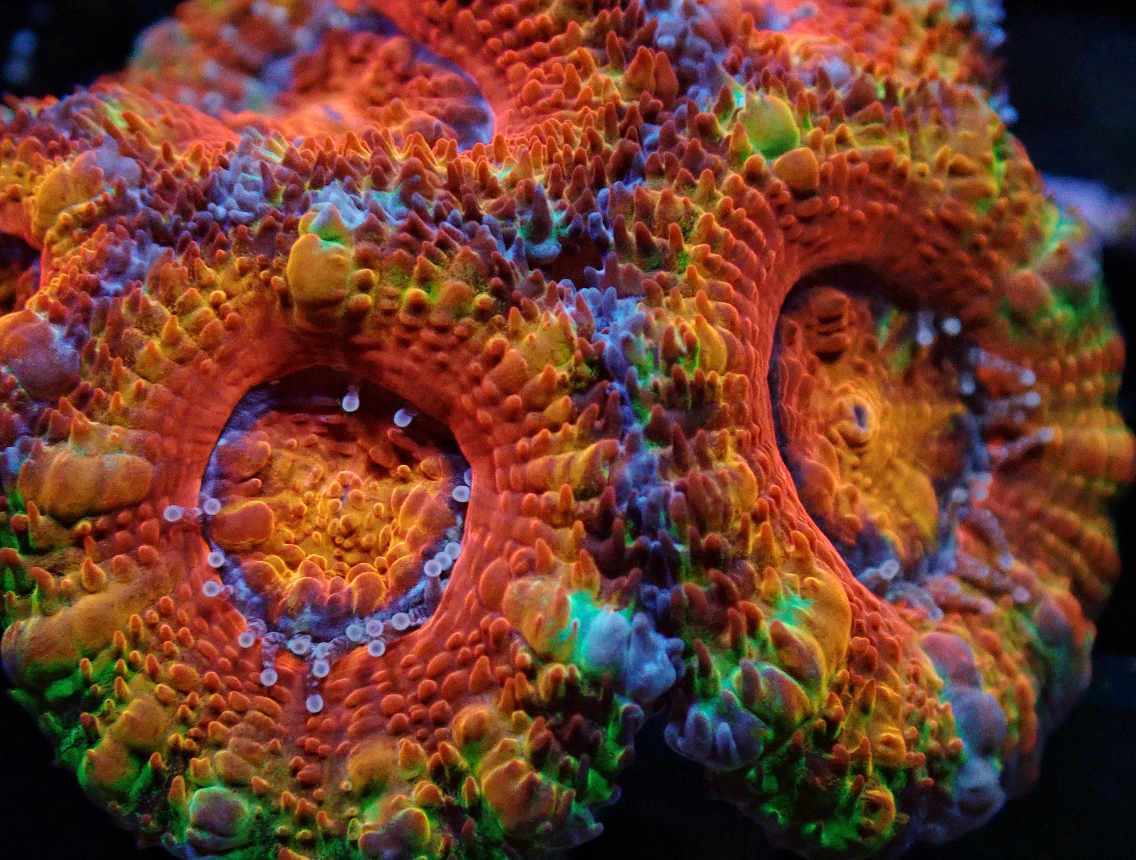 LPS – Odyssey Aquatics