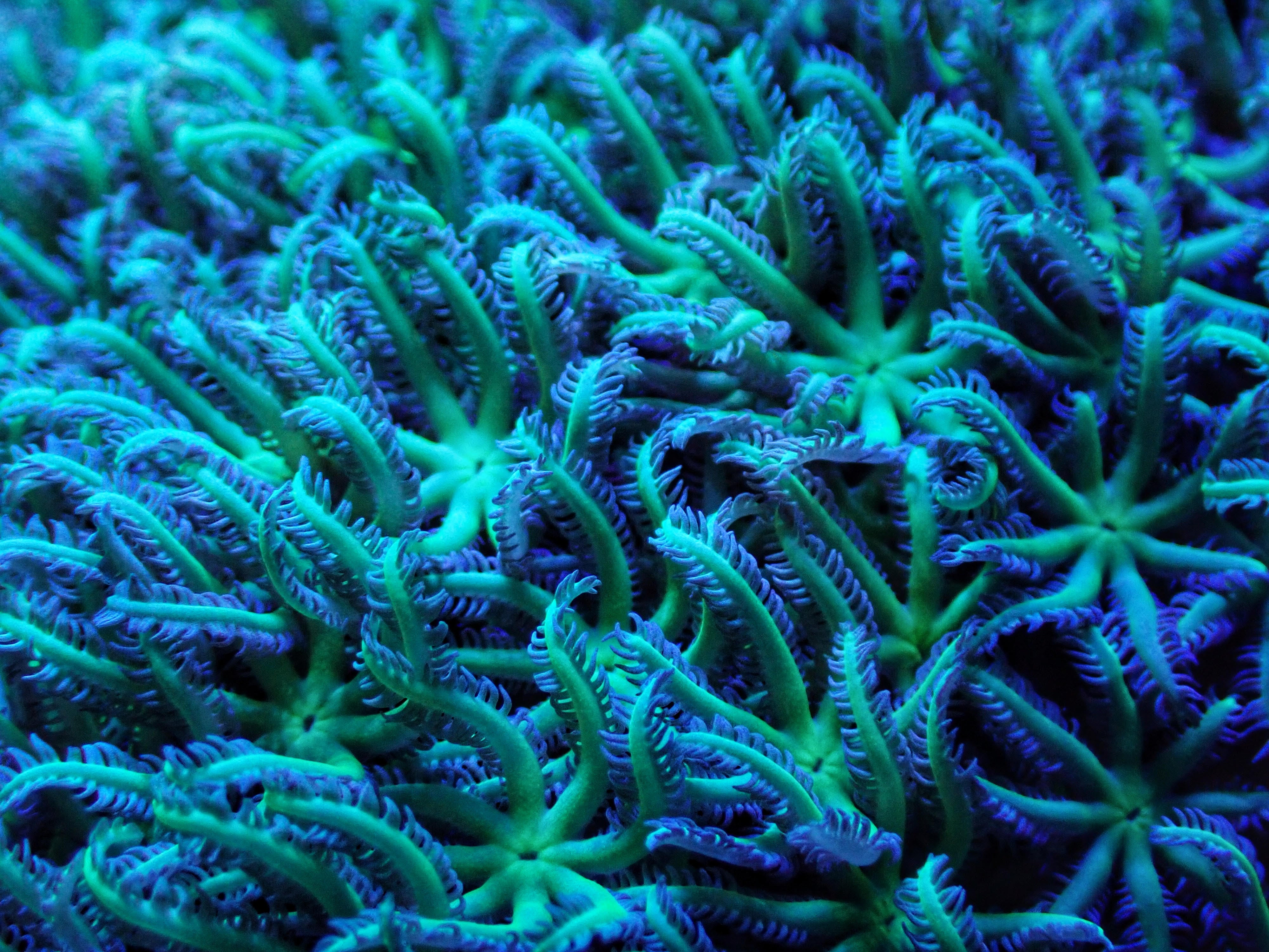 Soft Coral – Odyssey Aquatics